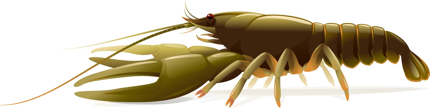 Crayfish color realistic image a river crab Vector Image