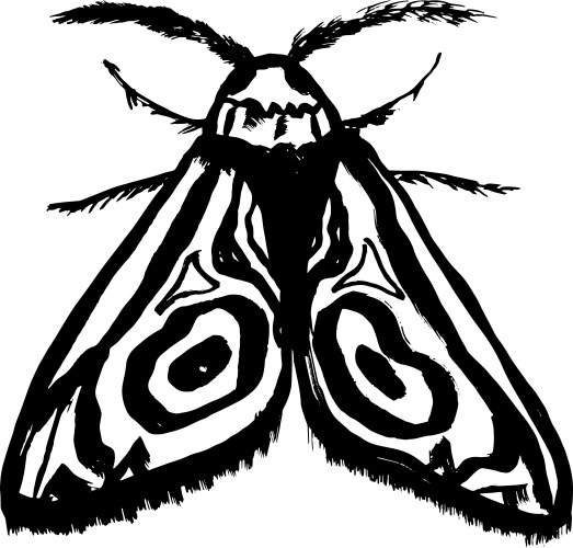 Grunge hand drawn ink brush night moth Royalty Free Vector