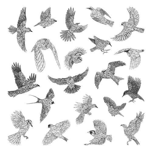 Set realistic birds goshawk griffon vulture Vector Image