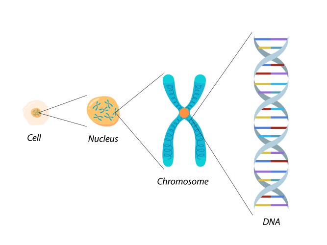Chromatin Vector Images (over 140)