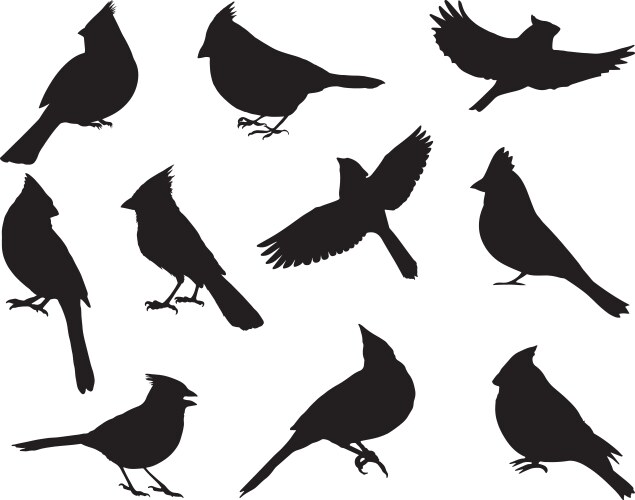 Cardinal Vector Images (over 5,000)