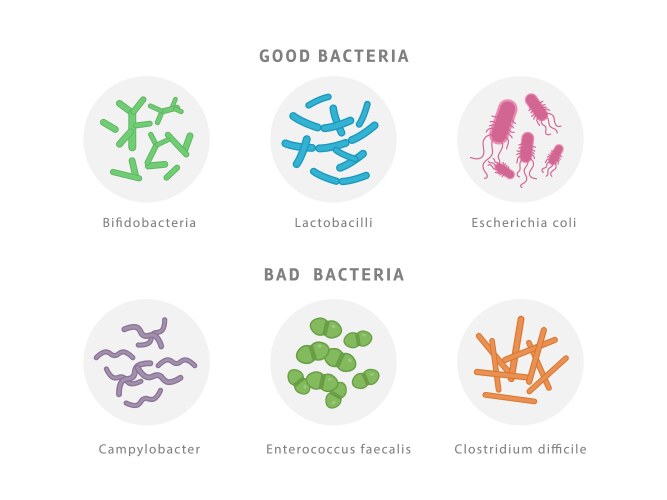 Bacterial flora in circle set isolated Royalty Free Vector