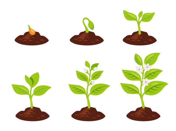 Planting the seed sequence Royalty Free Vector Image