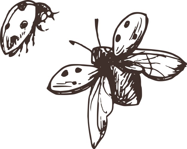 Ladybug Fly Vector Images (over 10,000)