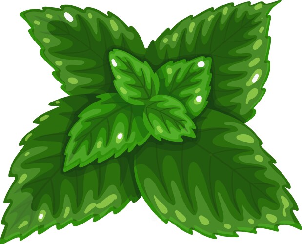 Mint Vector Images (over 58,000)