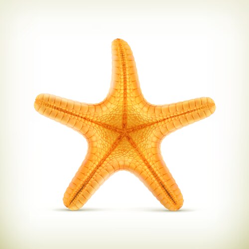 Starfish Vector Images (over 44,000)