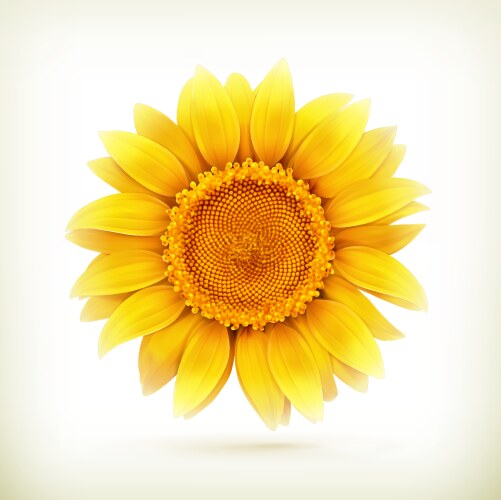 Sunflower Vector Images (over 53,000)