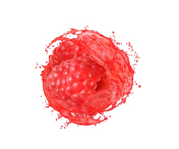 Raspberry Royalty Free Vector Image - VectorStock