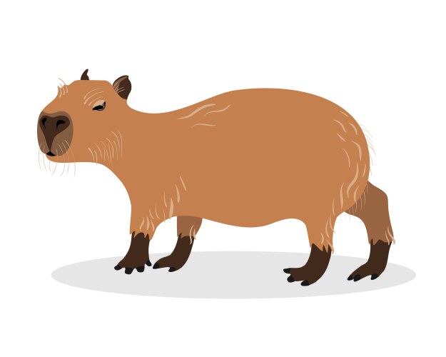 Capybara wild animal on isolated background Vector Image