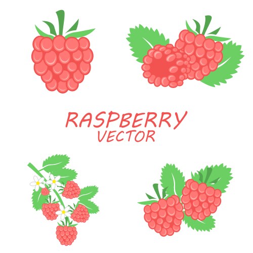 Raspberry set Royalty Free Vector Image - VectorStock