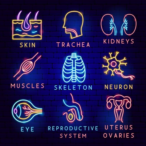 Human Body Parts Labeled Vector Images (over 470)
