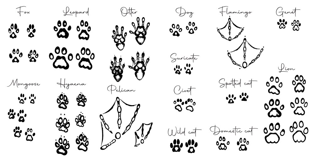Rabbit Tracks Vector Images (over 930)