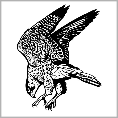 Bird prey eagle hawk falcon Royalty Free Vector Image