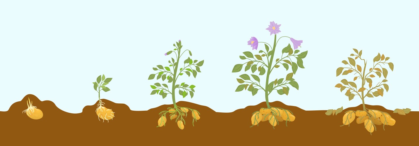 Potato Growth Vector Images (over 1,000)