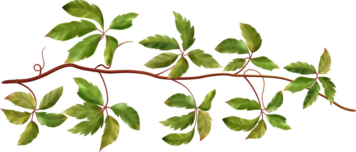 Vine Vector Images (over 79,000)