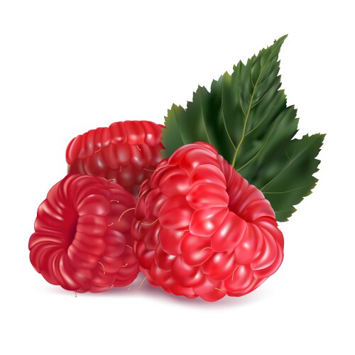 Raspberry Realistic Vector Images (over 2,000)