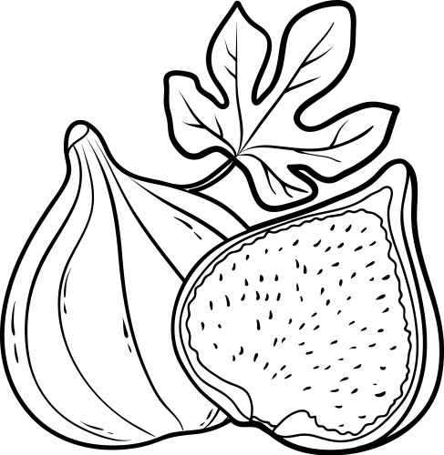 Fig Outline Vector Images (over 1,100)