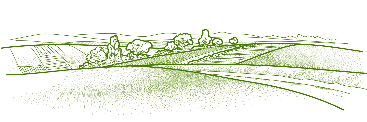 Sketch green grass field on small hills Royalty Free Vector