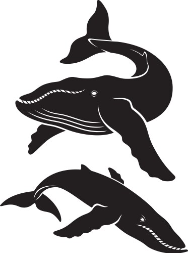 Whale spout Royalty Free Vector Image - VectorStock