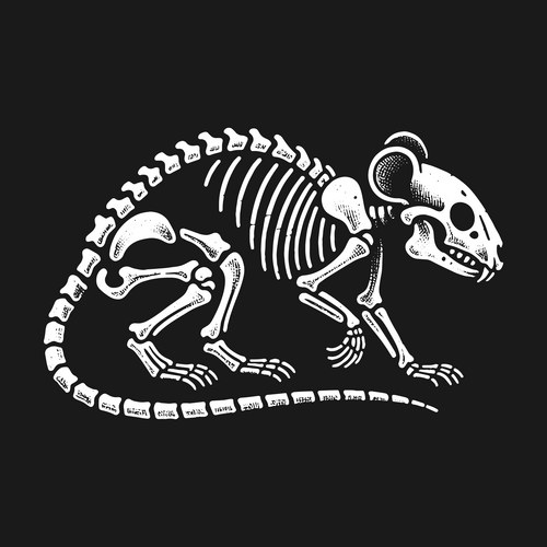 Rat Skeleton Anatomical Drawing – Royalty-Free Vector | VectorStock