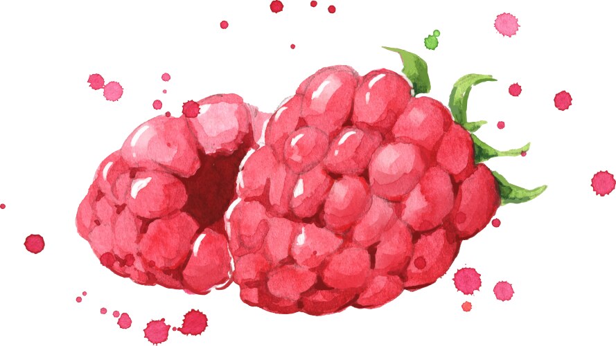 Raspberry Royalty Free Vector Image - VectorStock