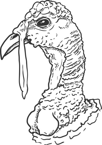 Turkey Head Outline Vector Images (over 370)