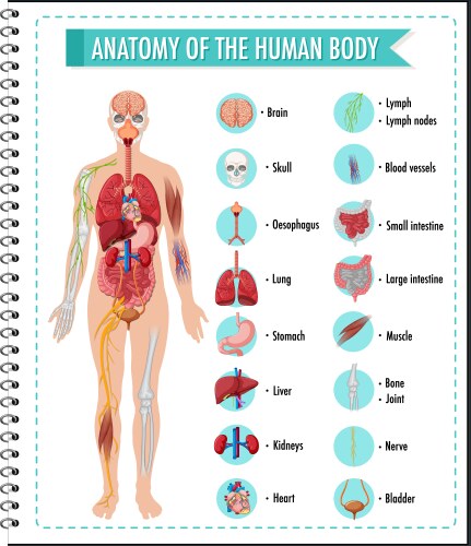 Human body internal organs and parts info poster Vector Image