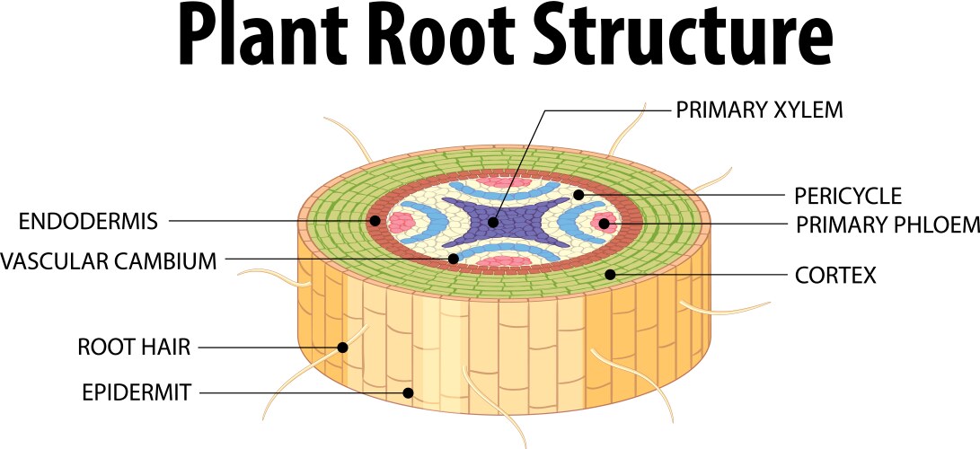 Root structure monocot and dicot stems Royalty Free Vector