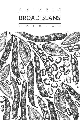 Hand drawn broad beans design template organic Vector Image