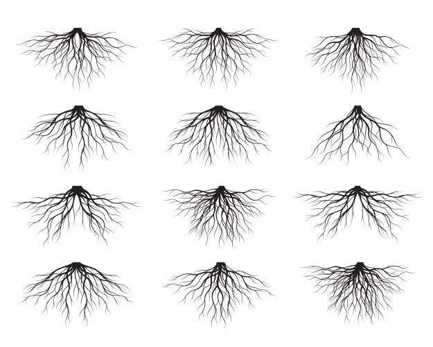 Tree roots set Royalty Free Vector Image - VectorStock