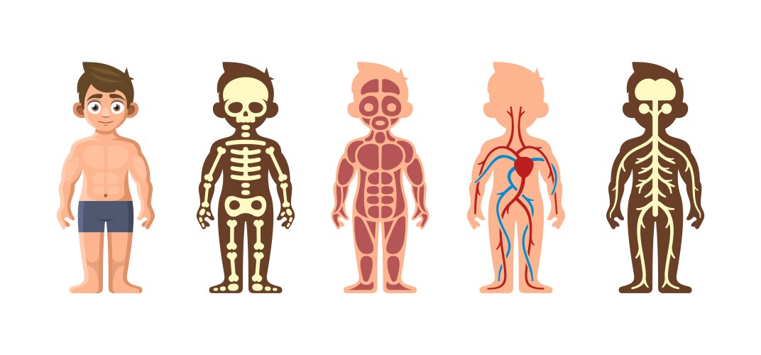 Human body systems Royalty Free Vector Image - VectorStock