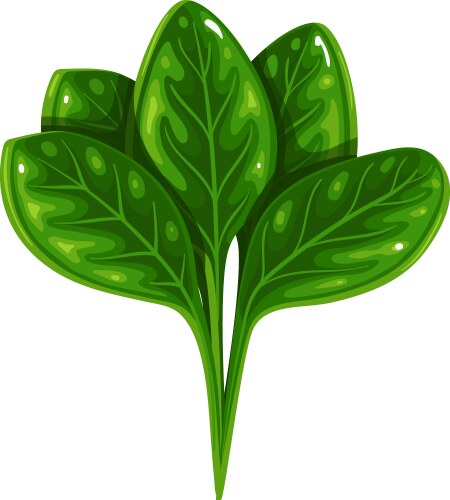 Spinach Vector Images (over 10,000)