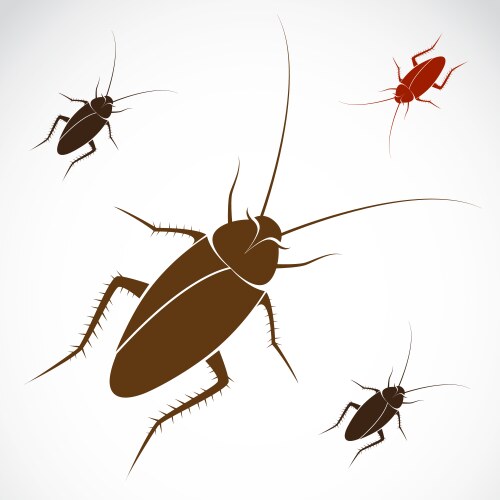 Cockroach Vector Images (over 9,800)