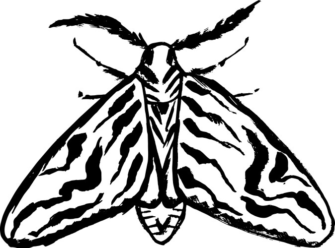 Grunge hand drawn ink brush night moth Royalty Free Vector