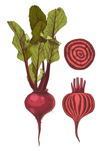 Beet Vector Images (over 16,000)