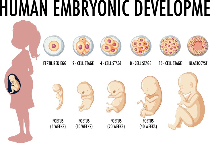 Development of the human embryo Royalty Free Vector Image
