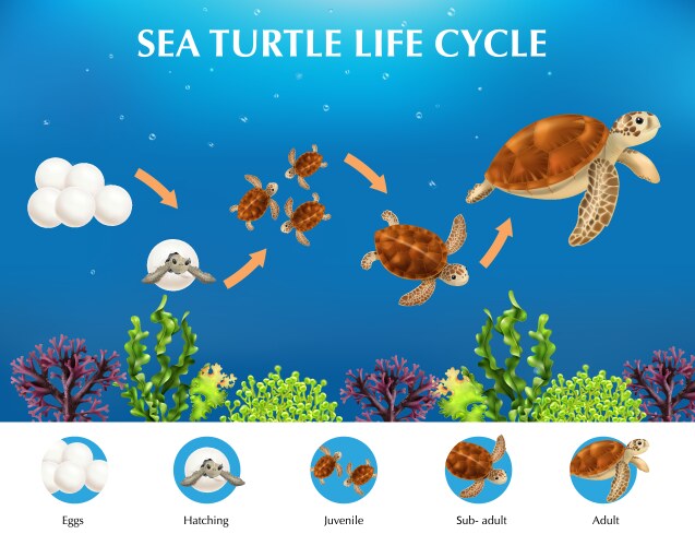 Sea Turtle Life Cycle Vector Images (40)