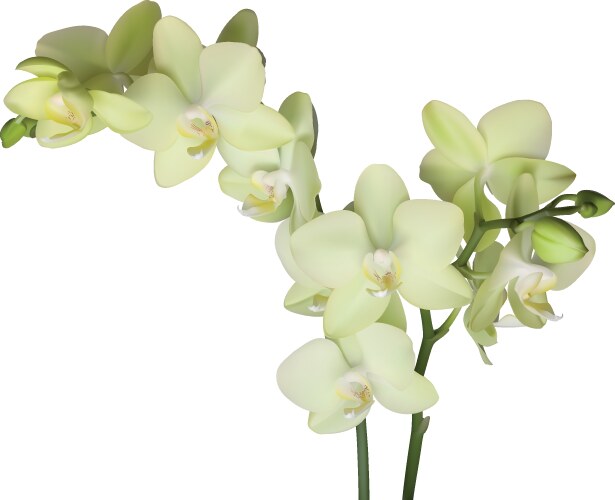 Orchid flower icon Royalty Free Vector Image - VectorStock