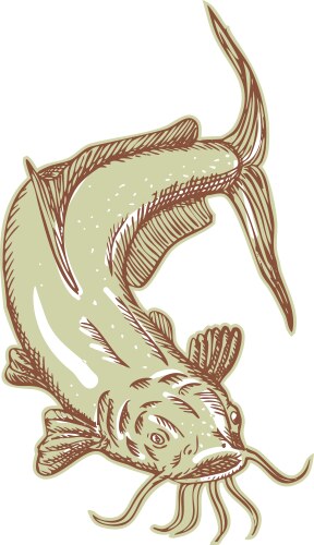 Vintage Catfish Drawing Vector Images (over 160)