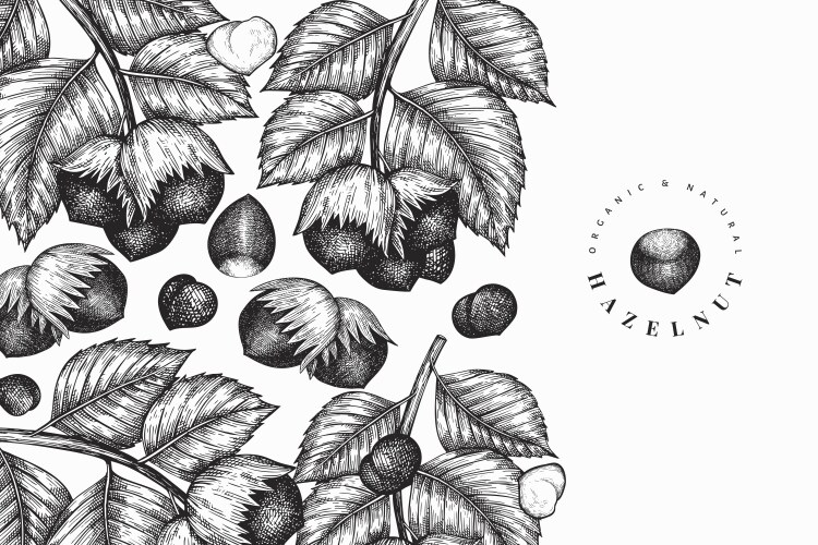 Hazelnut branches with nuts set on white Vector Image