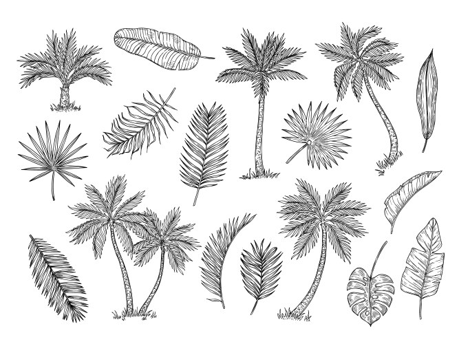 Palm Tree Outline Vector Images (over 16,000)