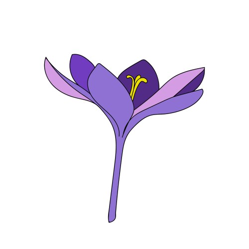 Crocus Tattoo Flower Vector Images (80)