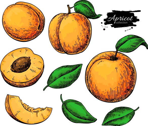 Apricot branch drawing hand drawn isolated Vector Image