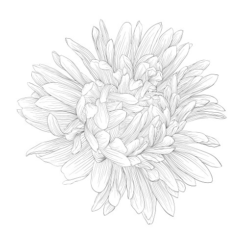 Aster Drawing Vector Images (over 2,500)