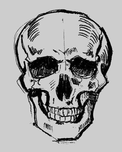 Skull drawing line work Royalty Free Vector Image