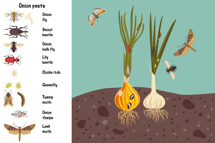 Life cycle of onion plant diagram Royalty Free Vector Image
