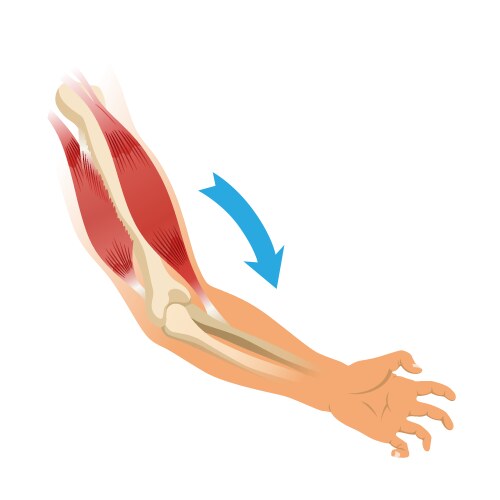 Muscle Vector Images (over 140,000)