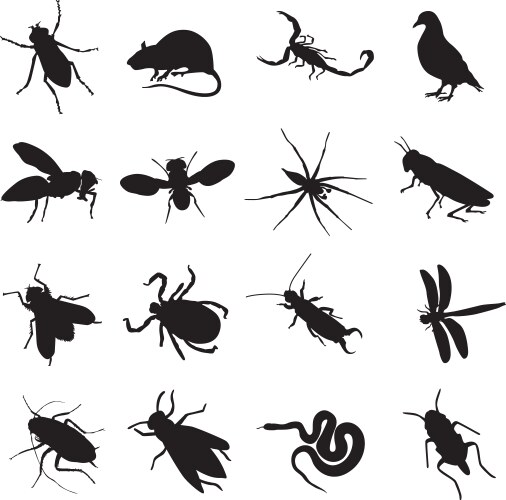 Rodent Vector Images (over 42,000)