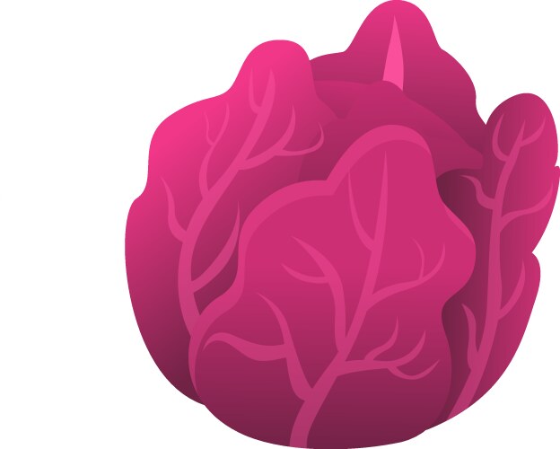 Half Cabbage Vector Images (over 620)
