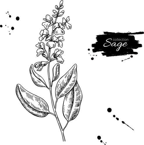 Sage drawing set isolated plant Royalty Free Vector Image